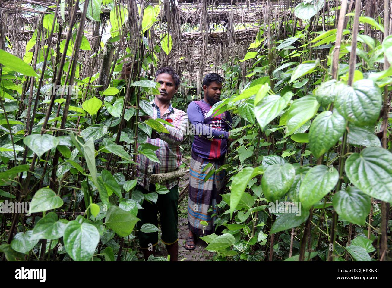 farmers works at a Paan (Betel leaf) field in Bagerhat, Bangladesh Stock Photo - Alamy
