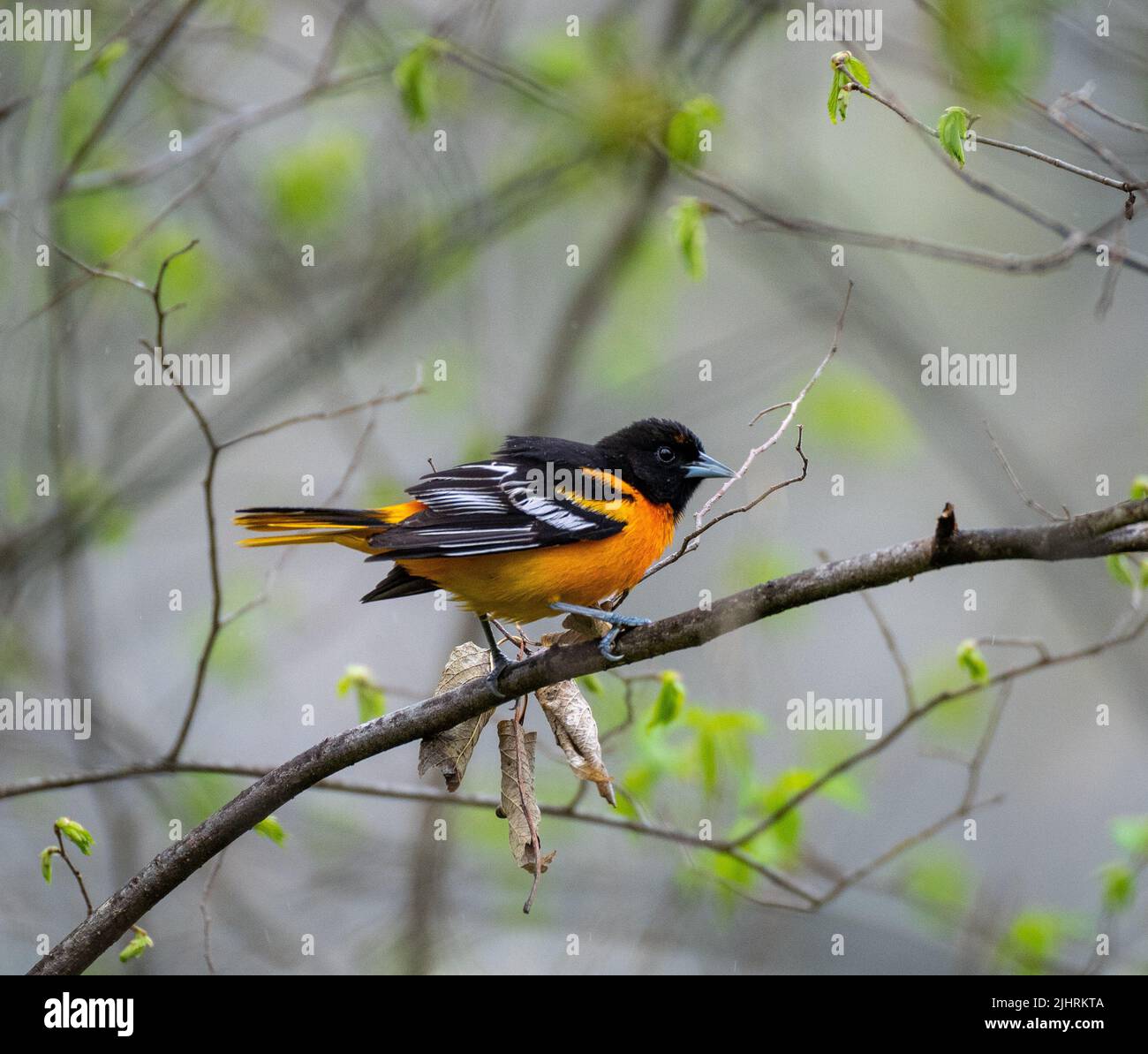 The Baltimore oriole (Icterus galbula), an icterid blackbird Stock ...