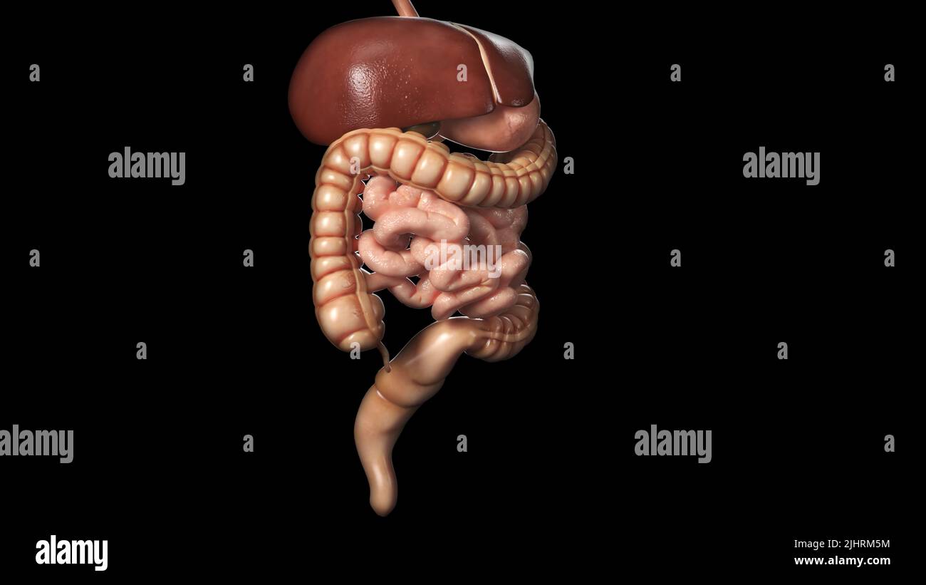 A 3D rendering of a digestive system of a young man Stock Photo - Alamy