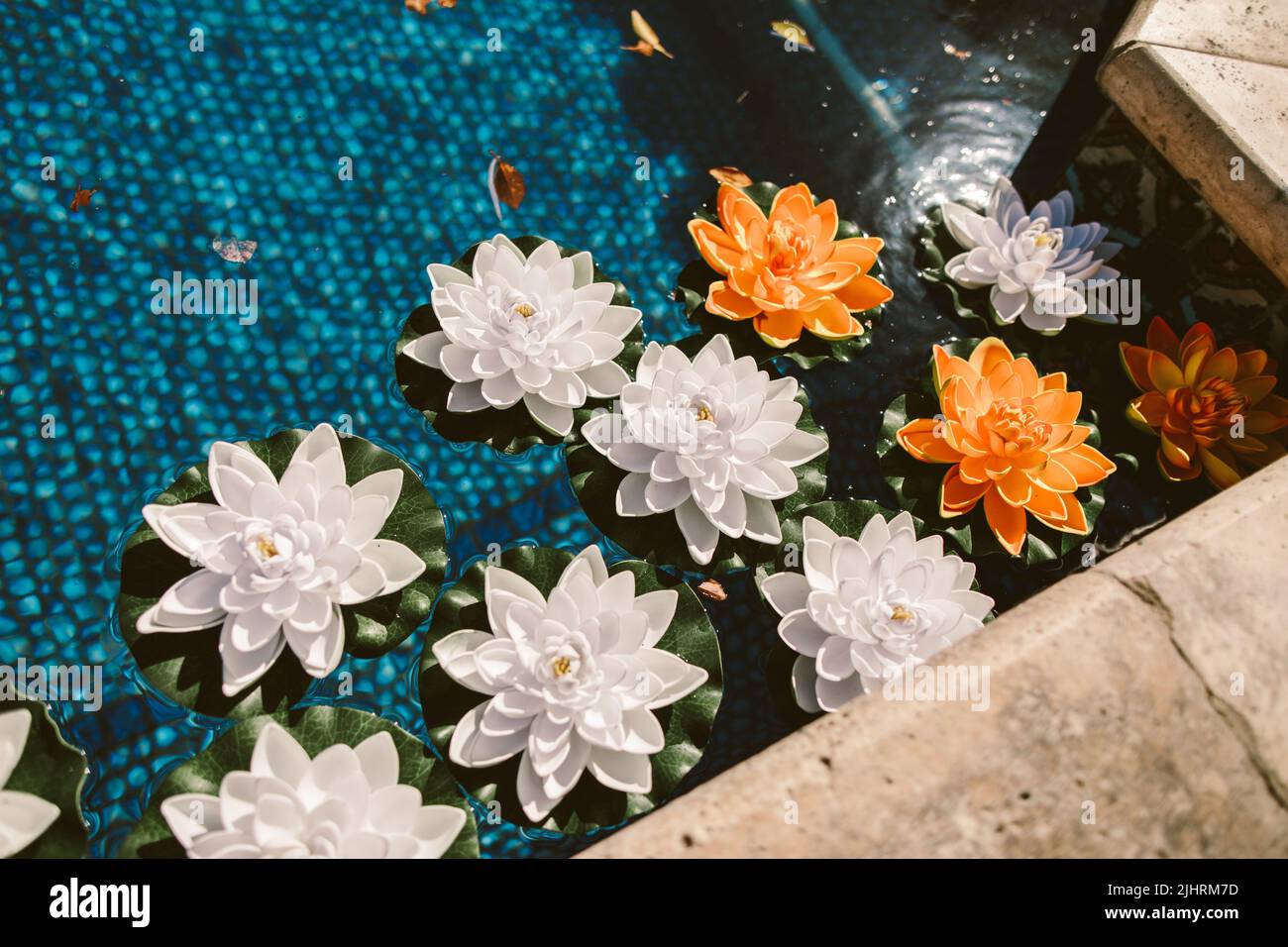 A top view of beautiful floating lily pads in a pool on a sunny day ...