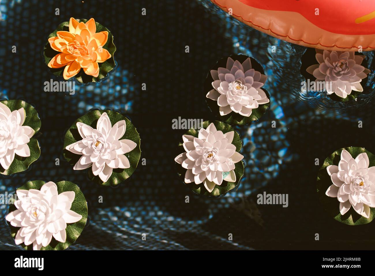 A top view of beautiful floating lily pads in a pool on a sunny day ...