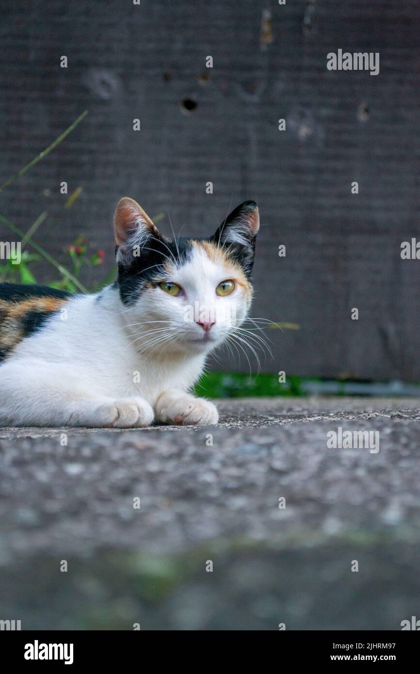 A closeup of a black and white cat laying and looking at the camera ...