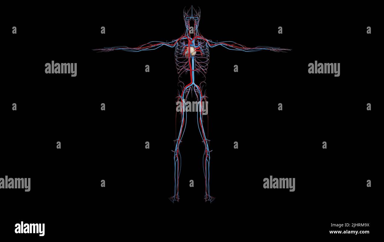 A 3D visualization of the Blood circulatory system of a man Stock Photo ...