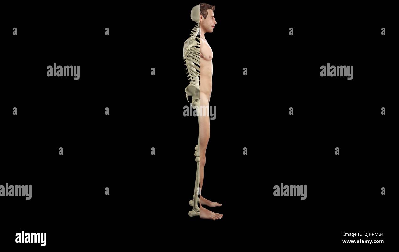 A 3D visualization of the Skeleton and section of human body Stock ...