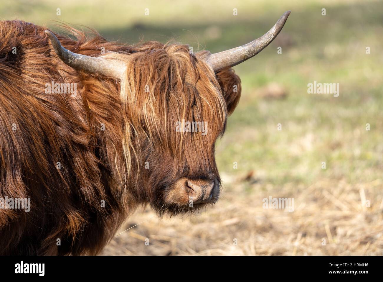 A portrait of a Scottish Highlander cow with blurry background Stock ...