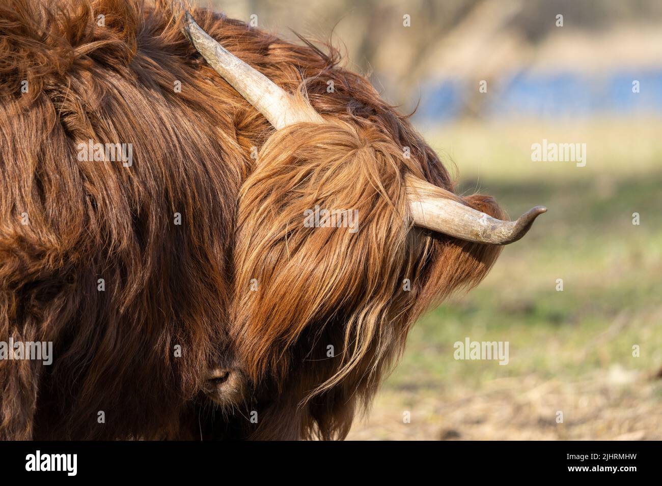 A Cute portrait of a Scottish Highlander cow with blurry background ...