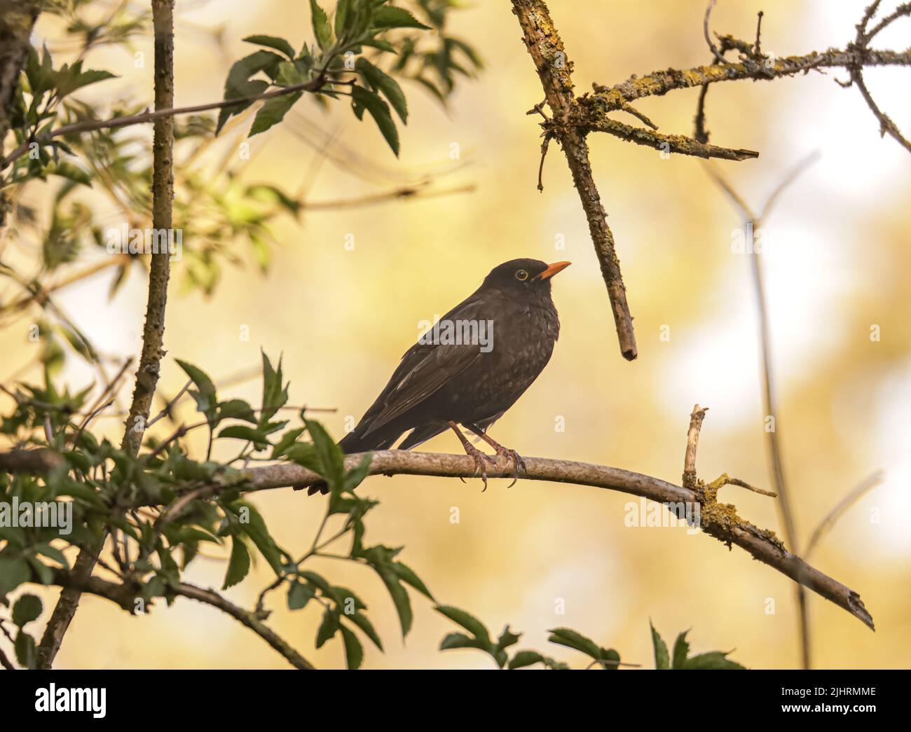 A shallow focus of a Common blackbird on a tree branch Stock Photo - Alamy
