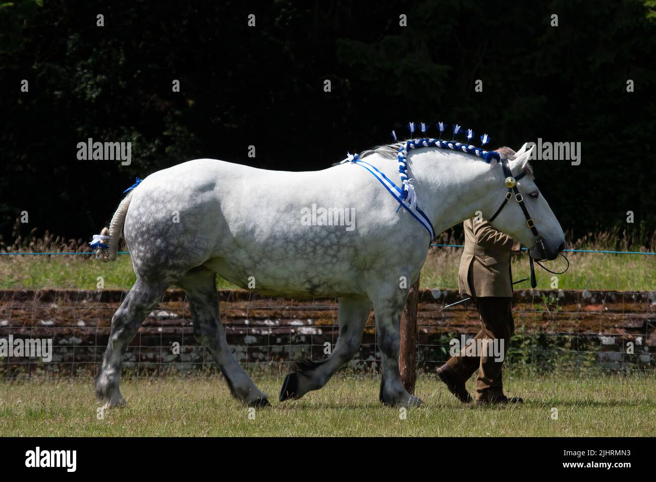 A huge Magnificent White Draft Horse on grass show by an anonymous ...