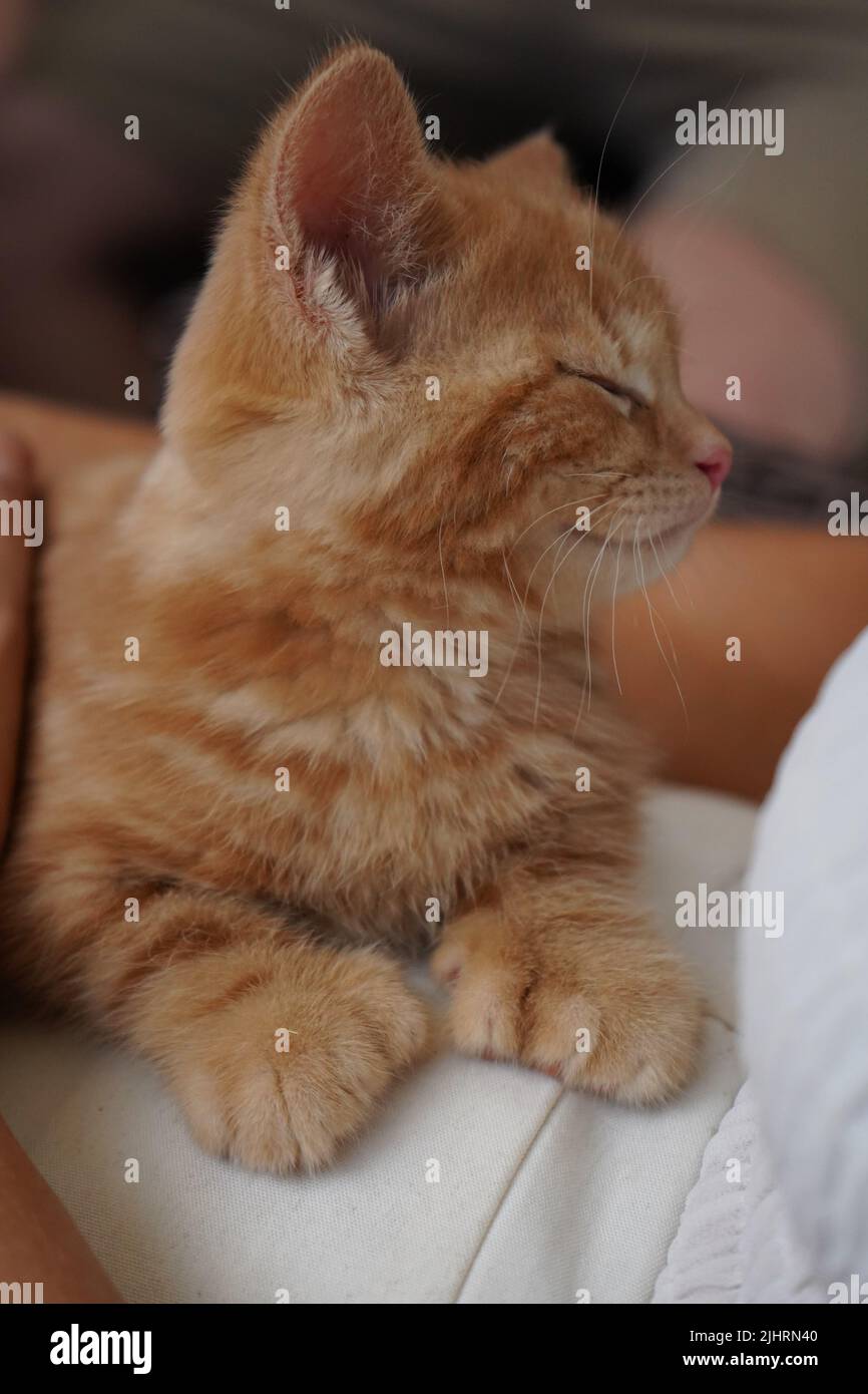 Handsome kitten hi-res stock photography and images - Alamy