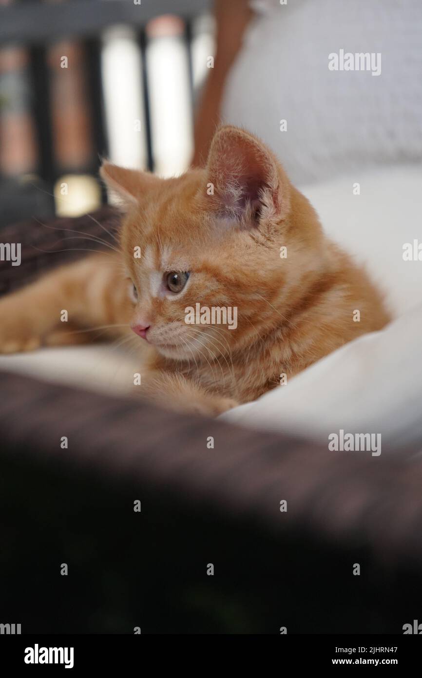 Handsome kitten hi-res stock photography and images - Alamy