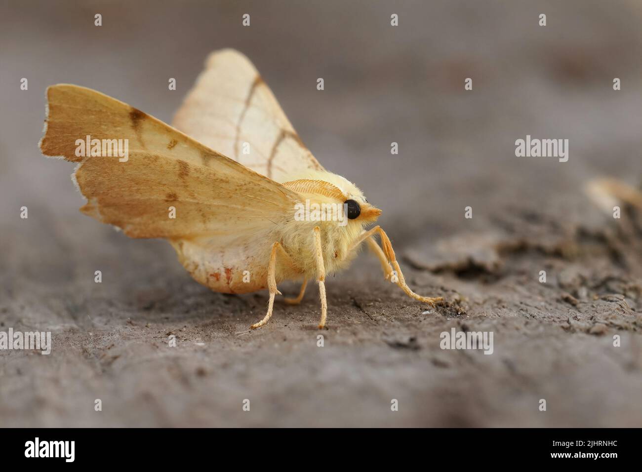 Closeup on a yellow September thorn geometer moth, Ennomos ...