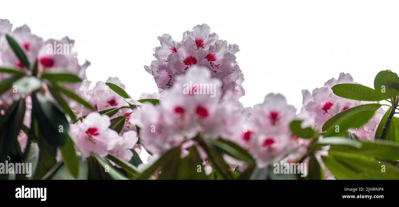 A panoramic shot of light pink Rhododendron flowers in garden with ...