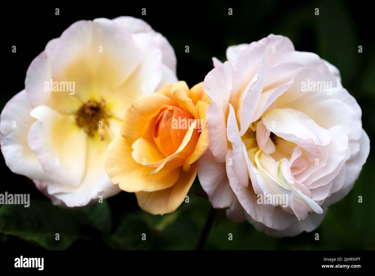 The three white Roses at Butchart Gardens, Victoria, BC Canada Stock ...