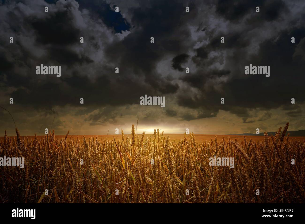 The last rays of the day over a golden wheat field under a threatening ...