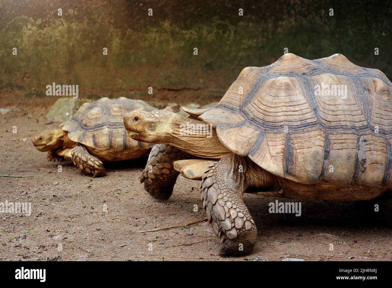 Galapagos giant tortoise It is the largest living turtle Stock Photo ...