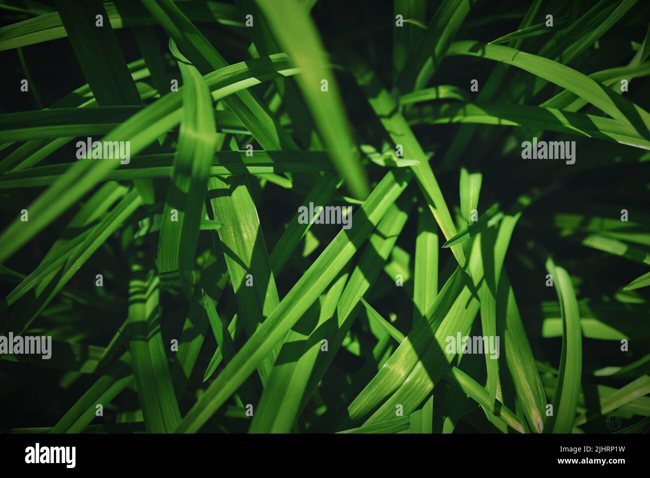 A closeup of green long leaf grass with sunlight Stock Photo - Alamy