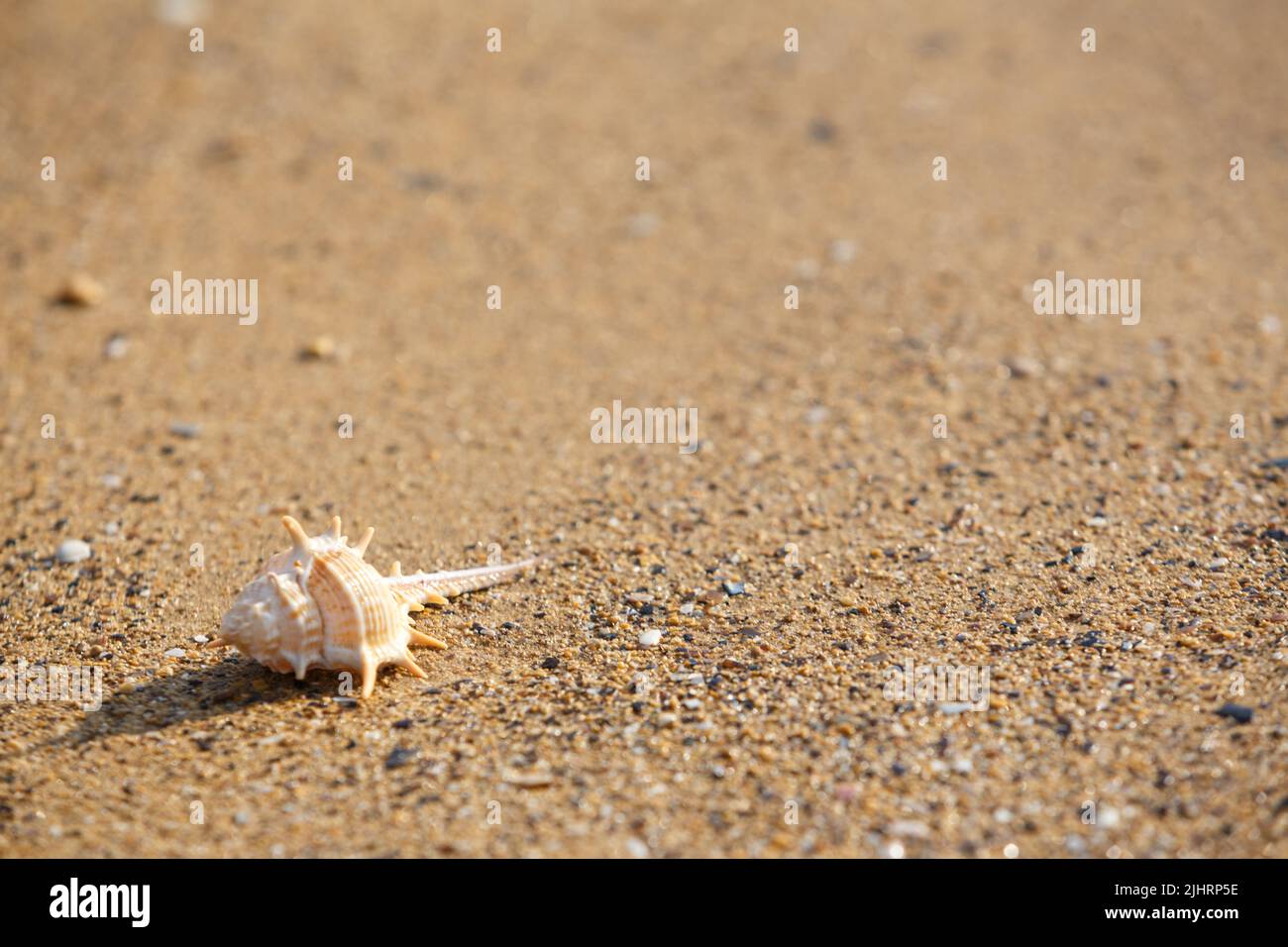 A closeup shot of a seashell on a sandy shore Stock Photo - Alamy