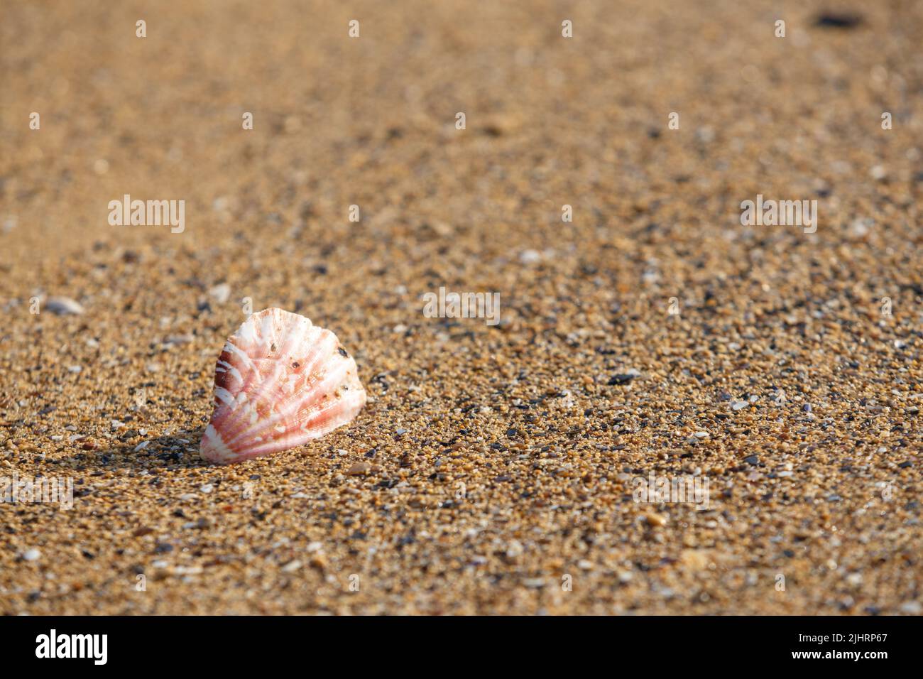 A closeup shot of a seashell on a sandy shore Stock Photo - Alamy