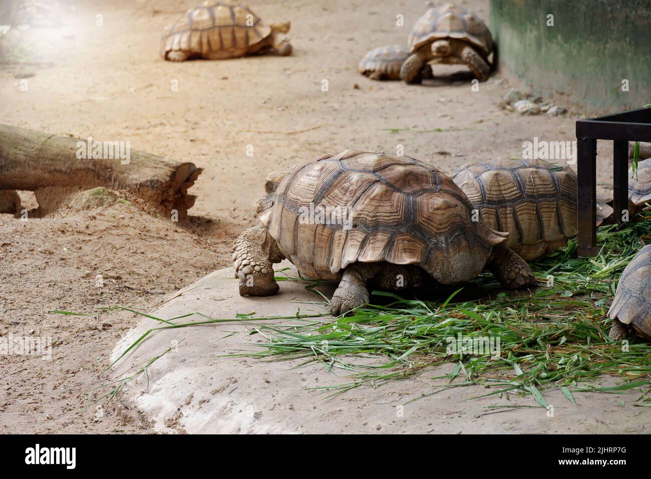 Galapagos giant tortoise It is the largest living turtle Stock Photo ...