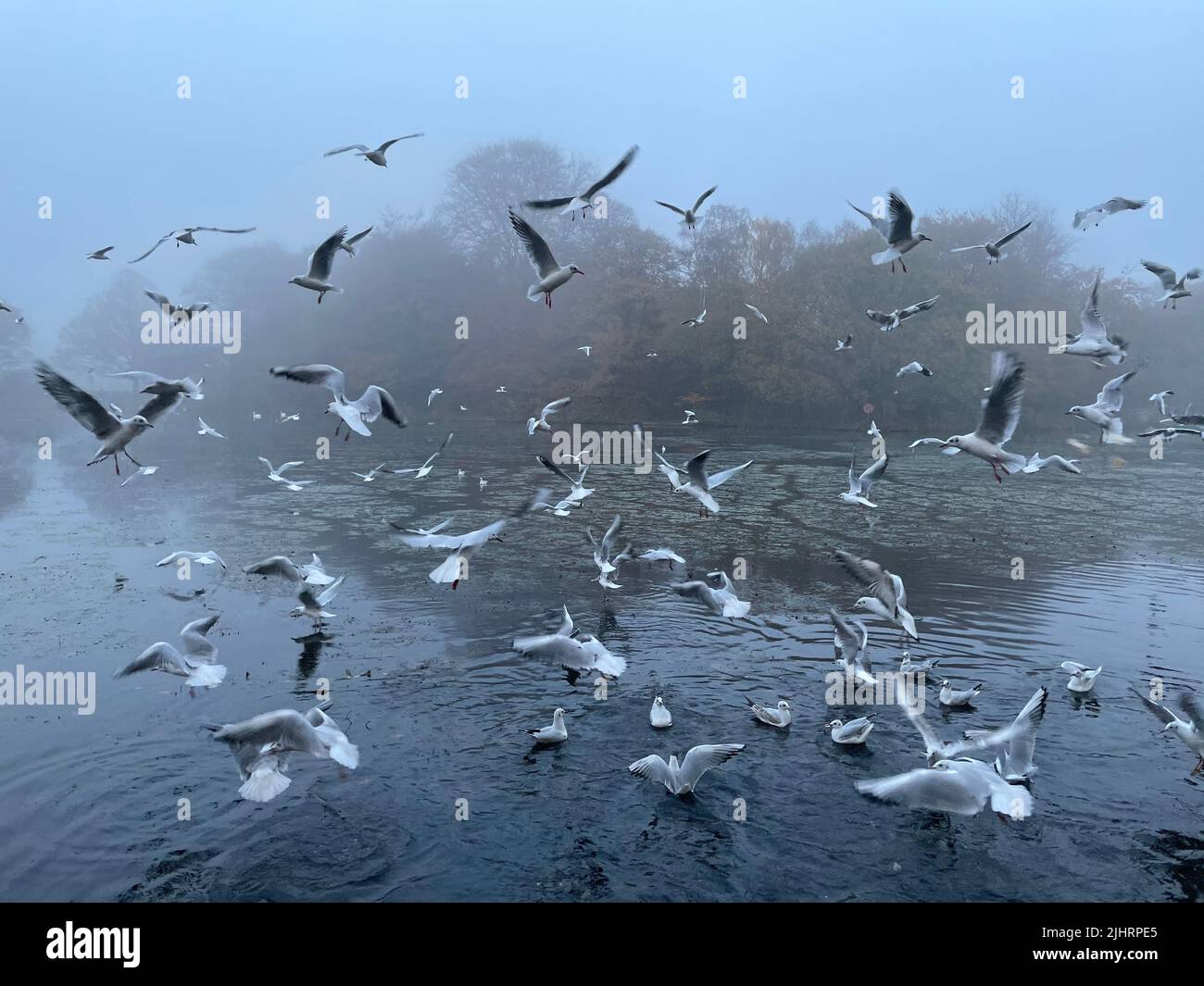 a flock of birds flying in different directions over the water Stock ...