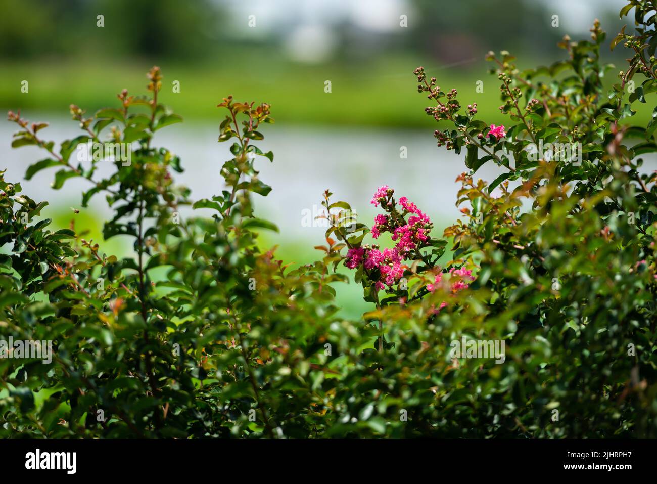 Lagerstroemia Indica - Queen’s Lace picotee Crapemyrtle - closeup ...