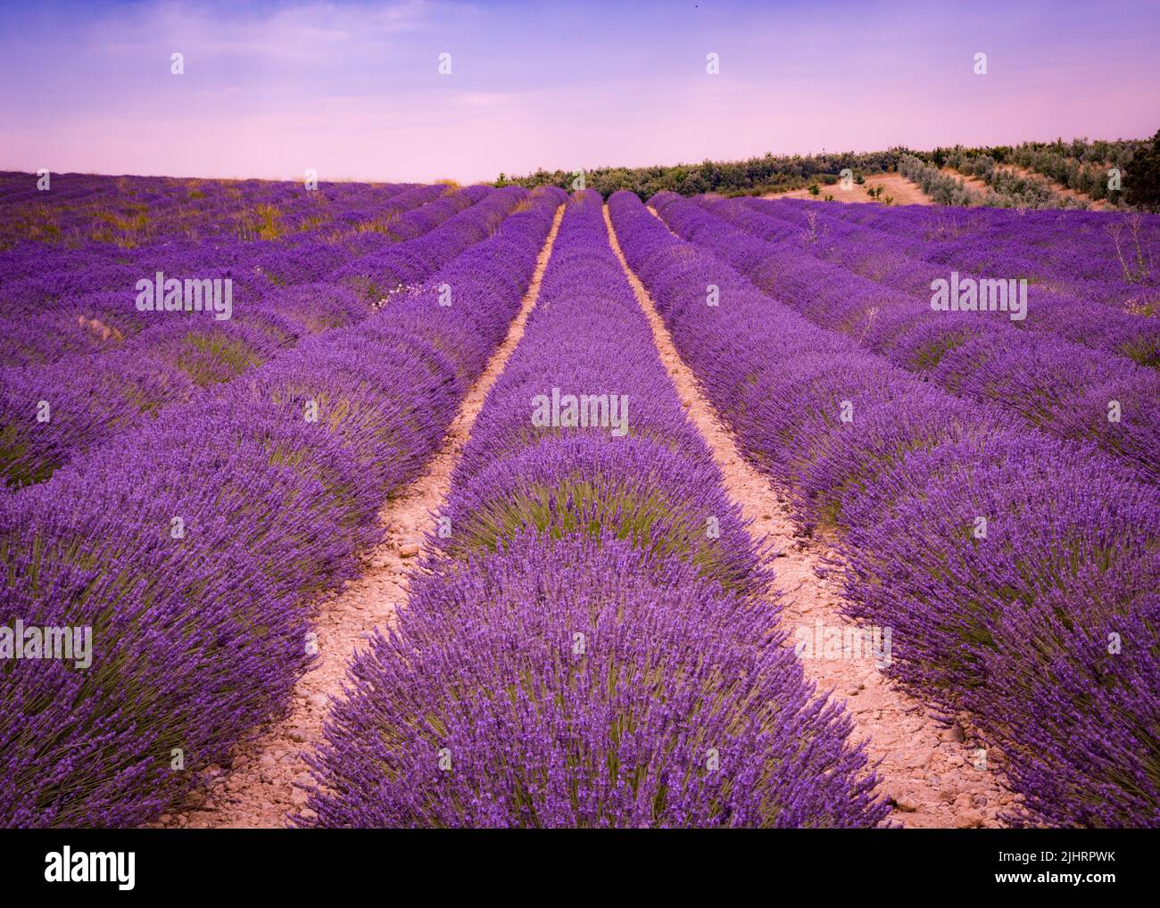 Beautiful Lavender field with a pink sky and purple rows Stock Photo ...