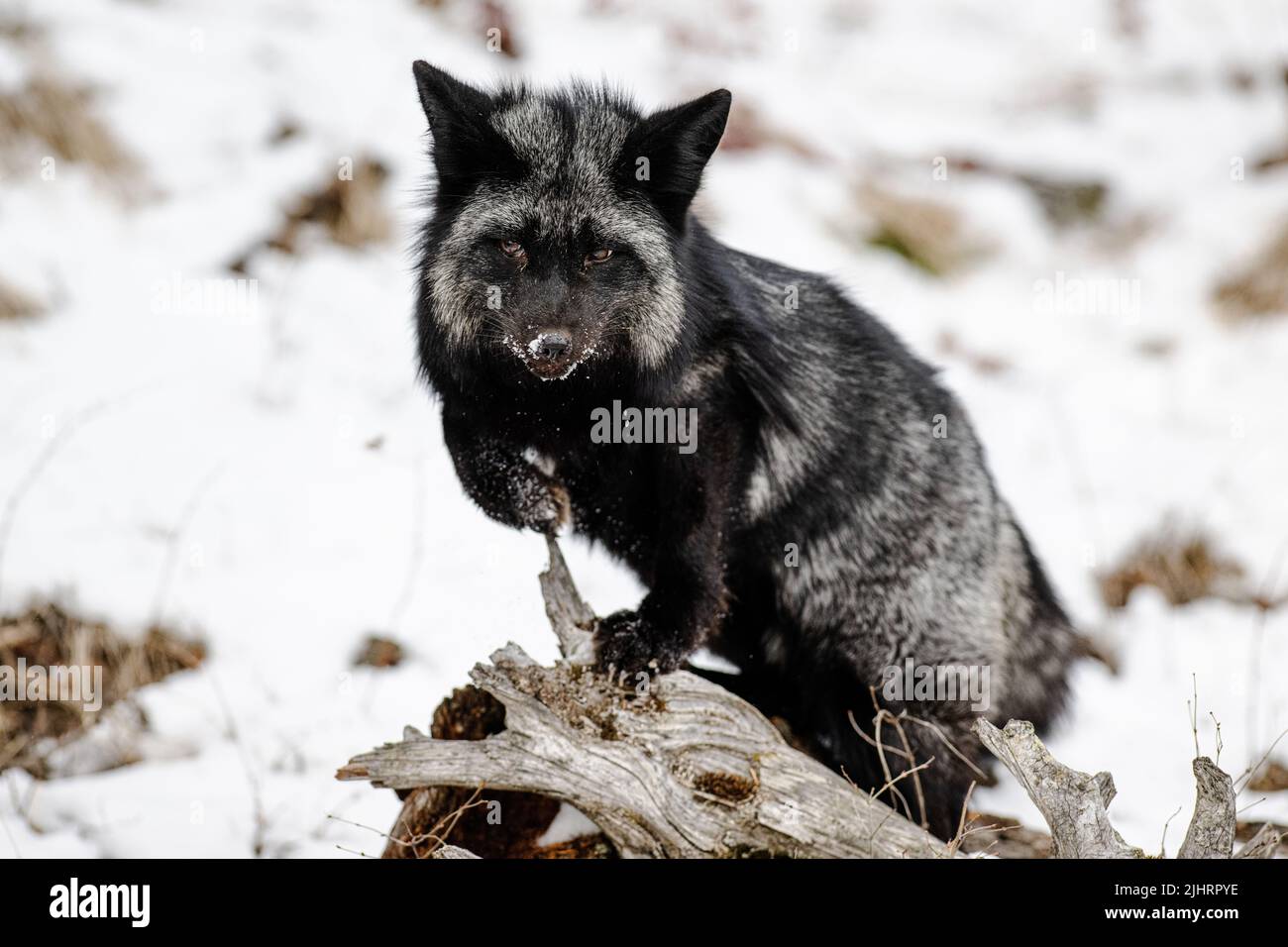 A black fox in the snowy forest Stock Photo - Alamy