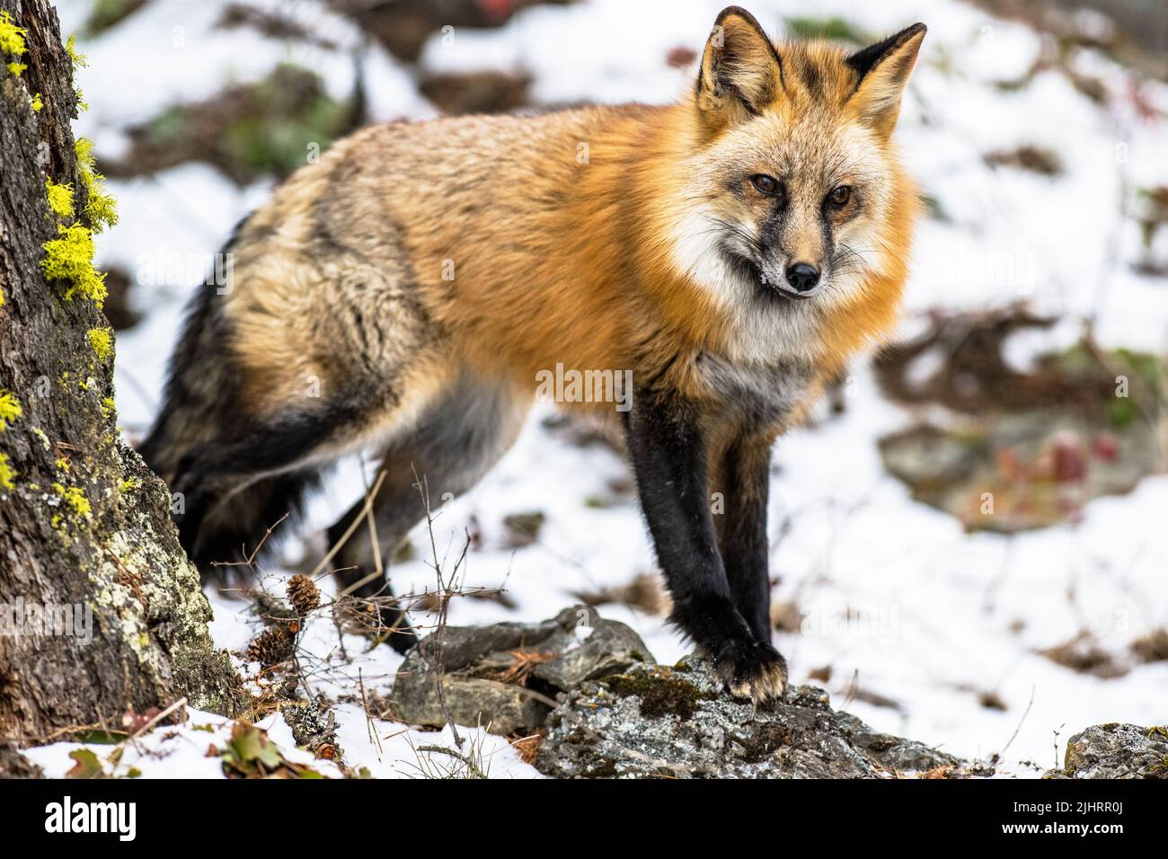 Forest fox hi-res stock photography and images - Alamy