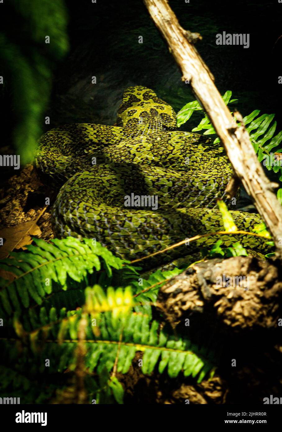 A green and venomous snake lying in the tree's shadow Stock Photo - Alamy