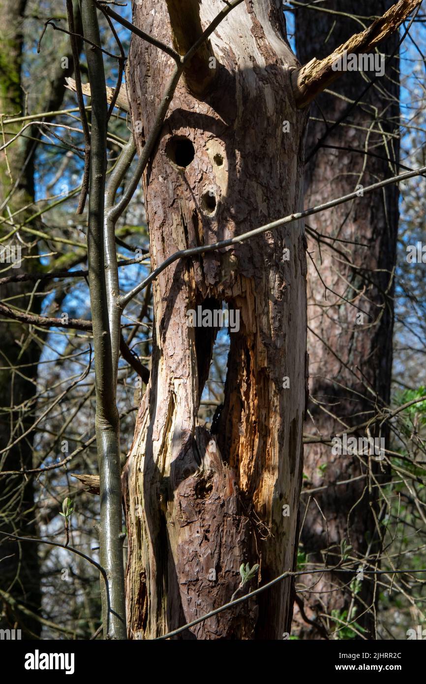 Old hollow hi-res stock photography and images - Alamy