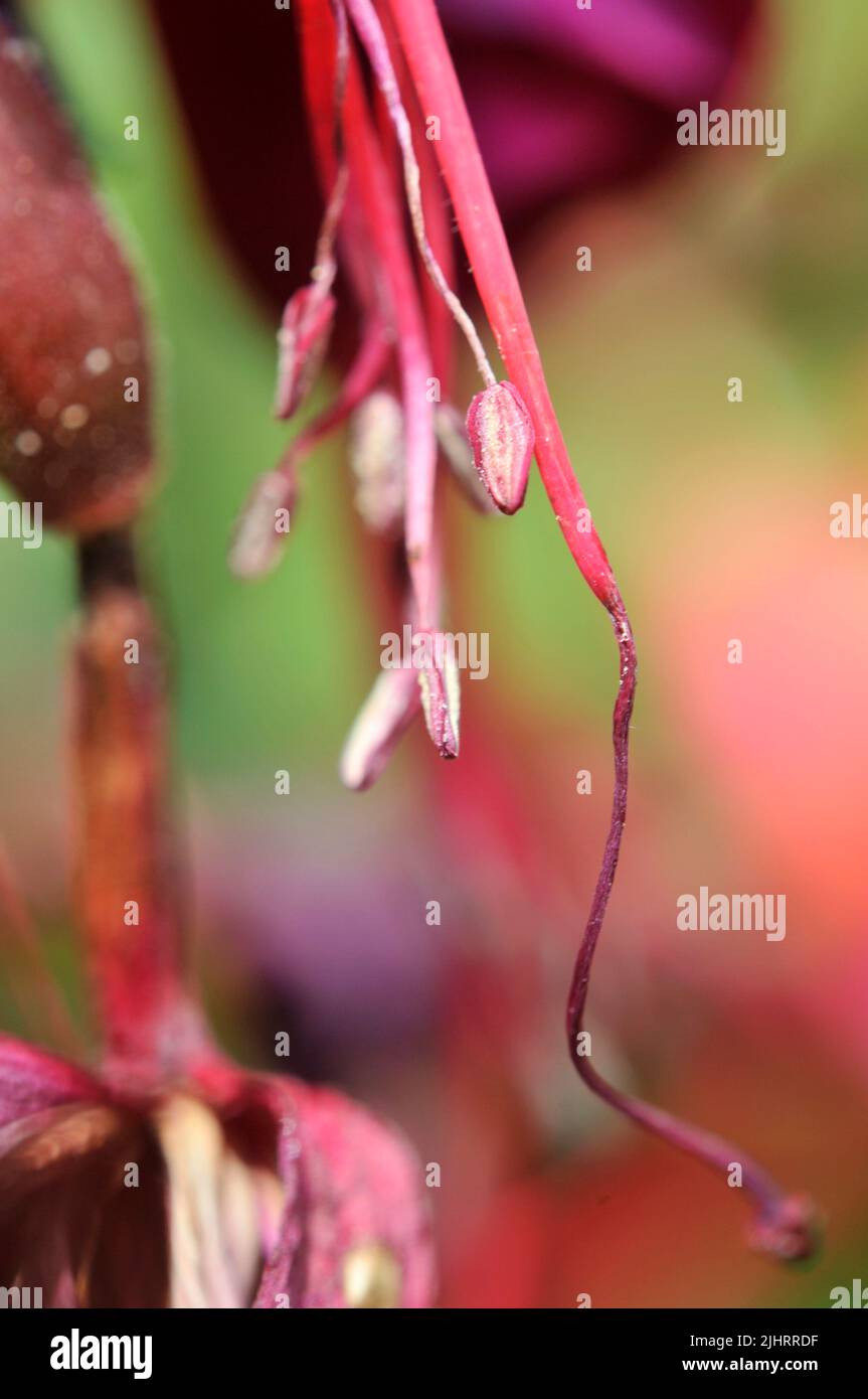 Fuchsia colours hi-res stock photography and images - Alamy