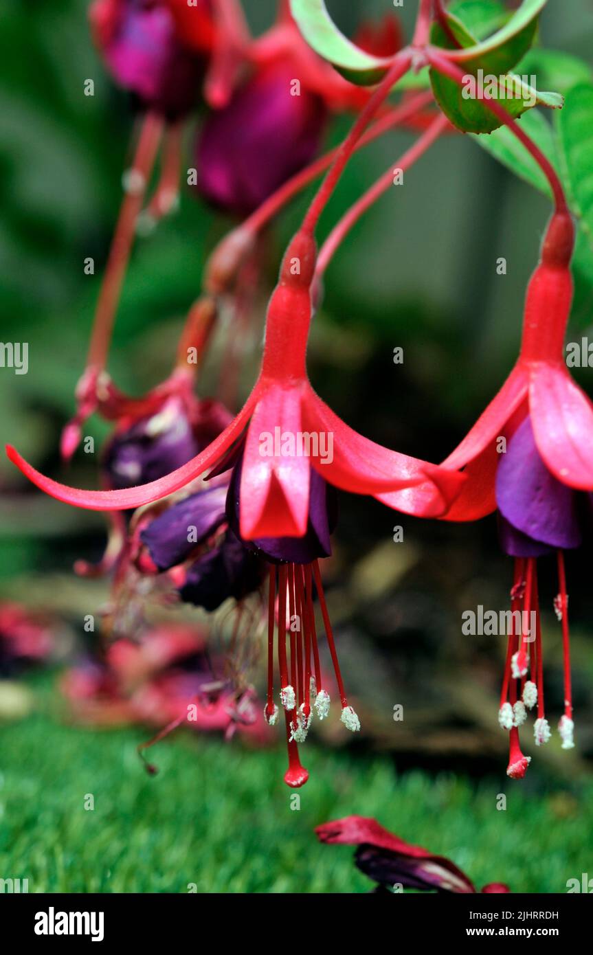 Fuchsia genus flowers hi-res stock photography and images - Alamy