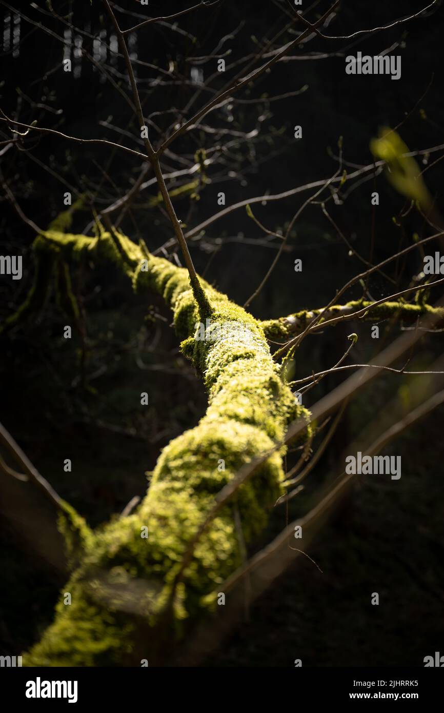 A vertical closeup shot of a dry leafless tree trunk covered with green ...