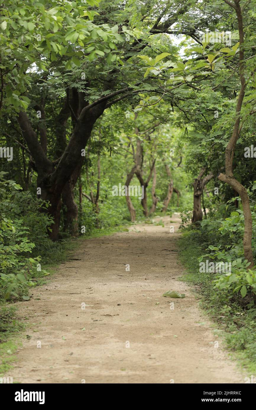 A vertical shot of a walking path in an urban park in Narsapur, India ...