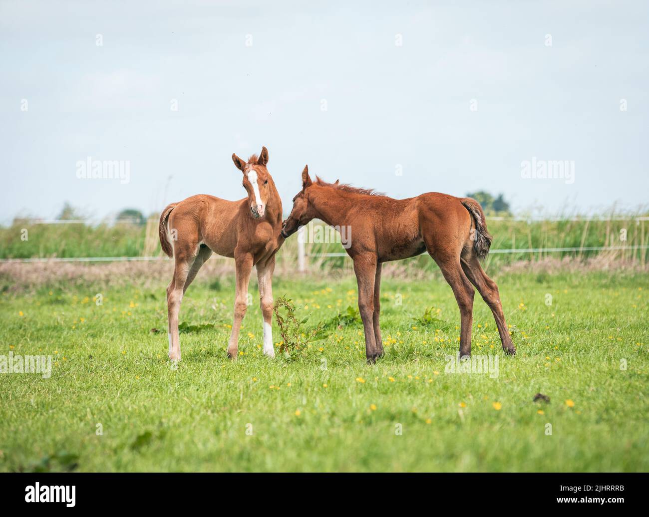The two Arabian Foals playing in grass paddock in the Netherlands Stock ...