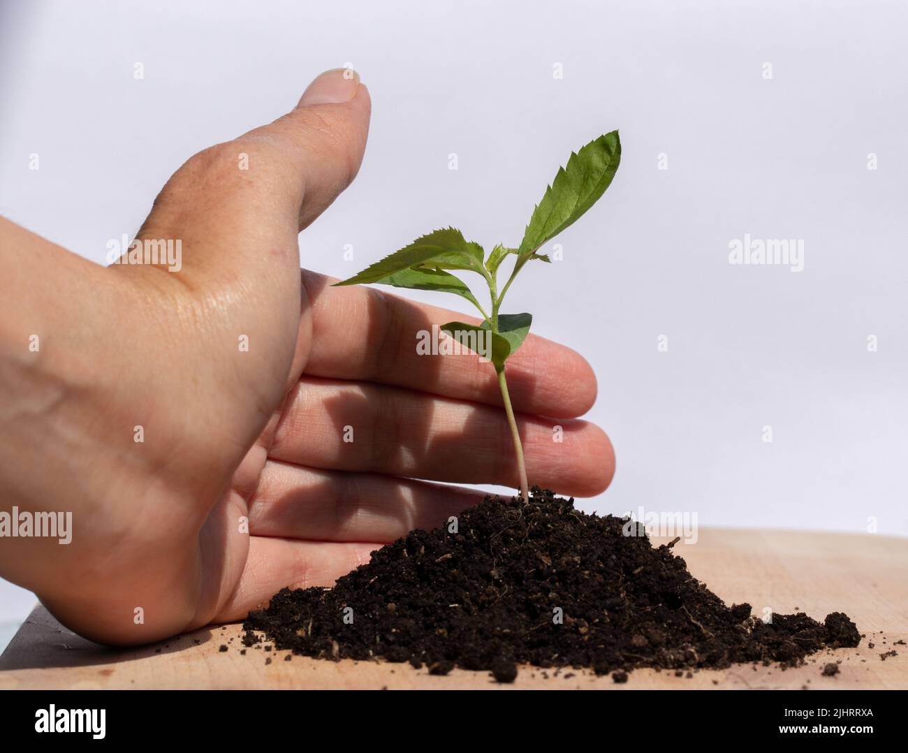 A closeup shot of a hand planting a small apple tree in a soil on a ...