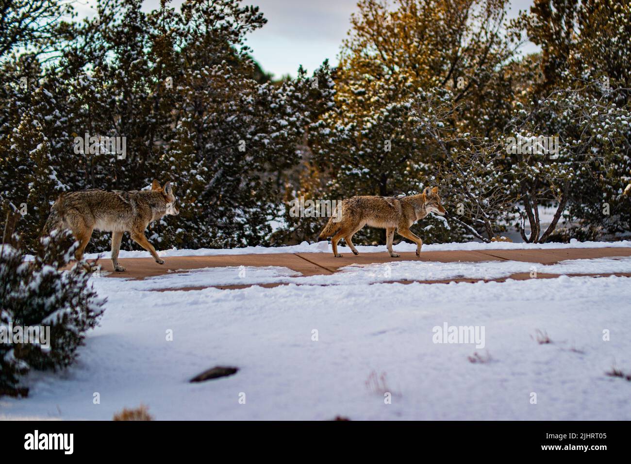 The two Coyotes walking along a path in snowy urban park with evergreen ...