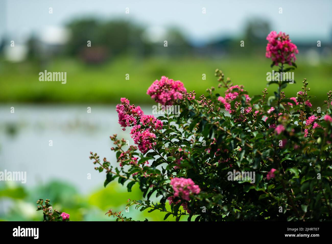 Lagerstroemia Indica - Queen’s Lace picotee Crapemyrtle - closeup ...