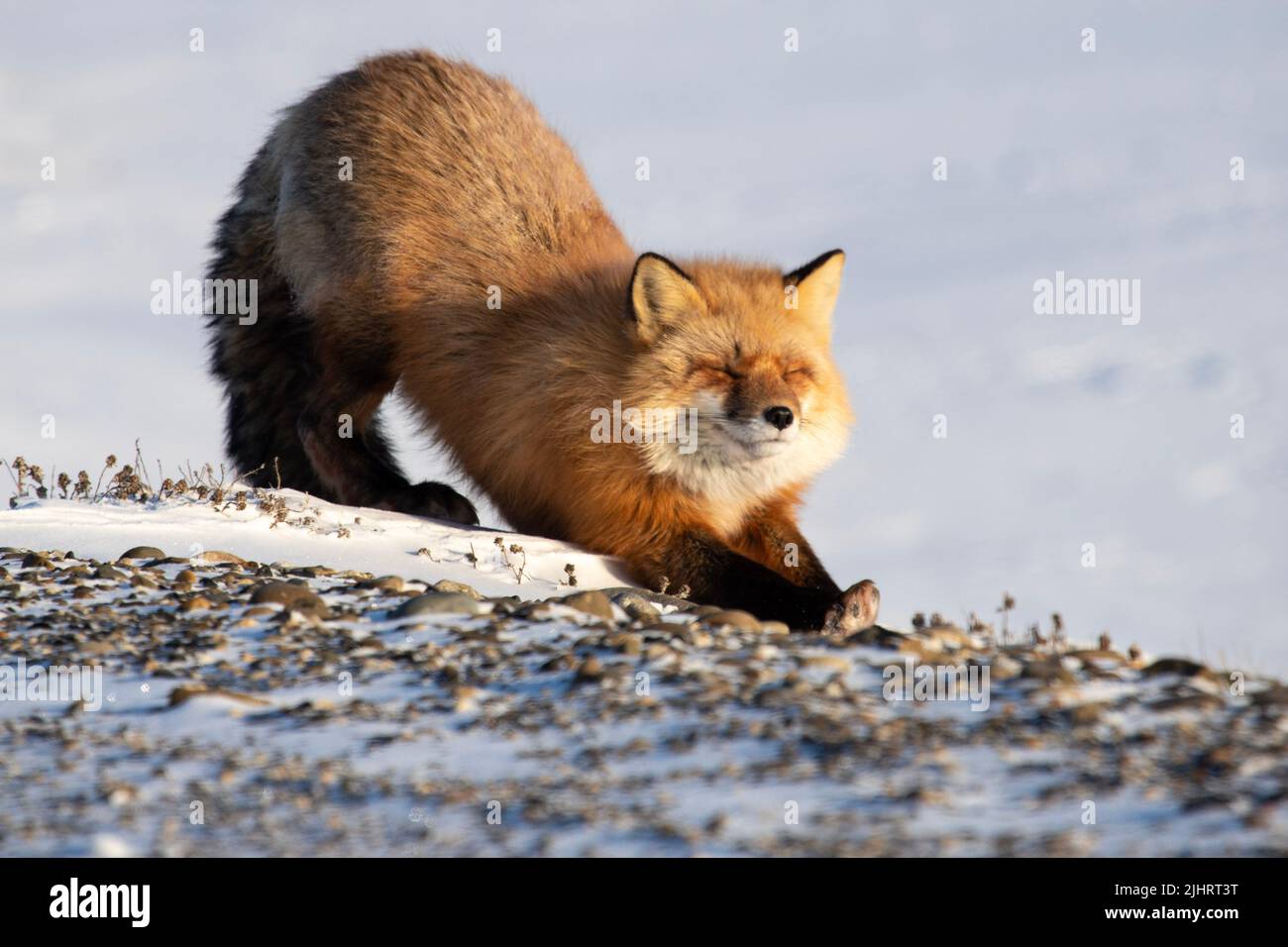 A closeup of a Red fox in a snowy field Stock Photo - Alamy