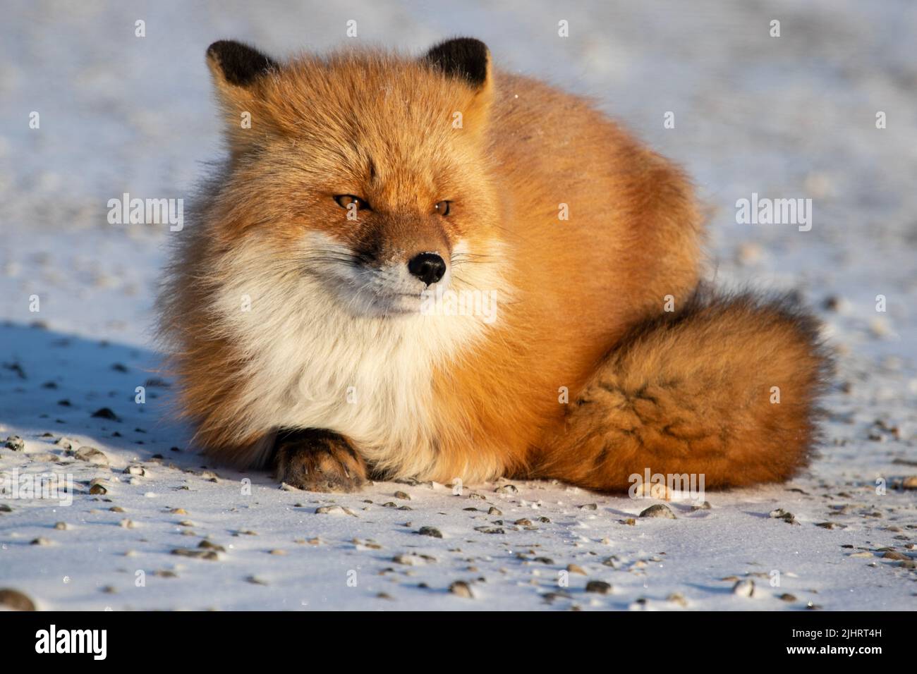 A closeup of a Red fox lying in a snowy field Stock Photo - Alamy