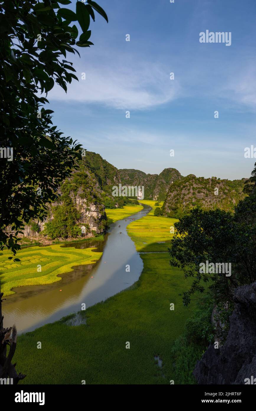 Yellow rice field on Ngo Dong river in Tam Coc Bich Dong from mountain ...