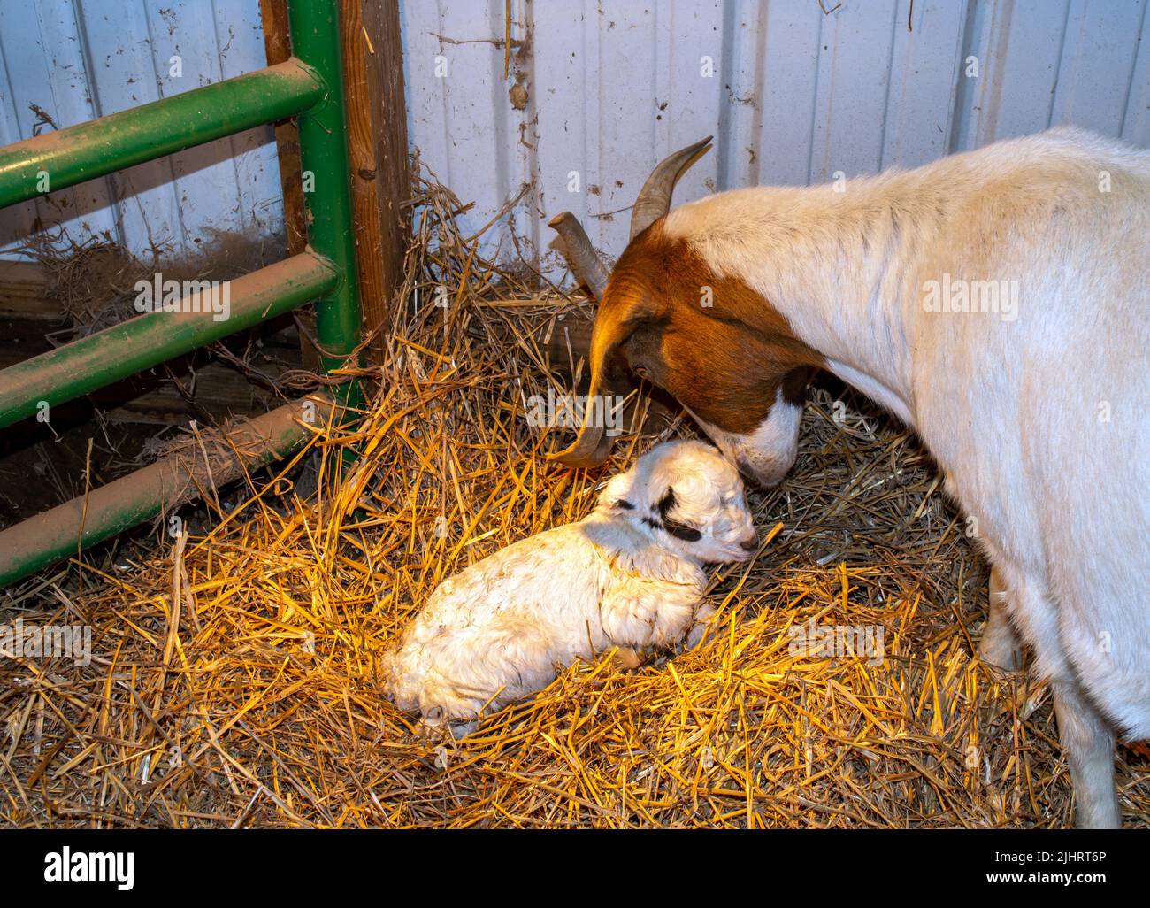 Baby goat mother hi-res stock photography and images - Alamy