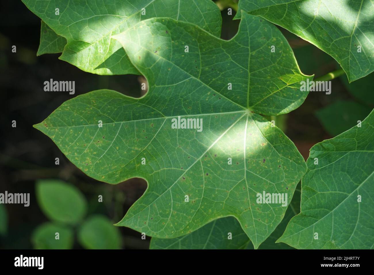 Jatropha curcas. Also called jarak pagar, physic nut, Barbados nut ...
