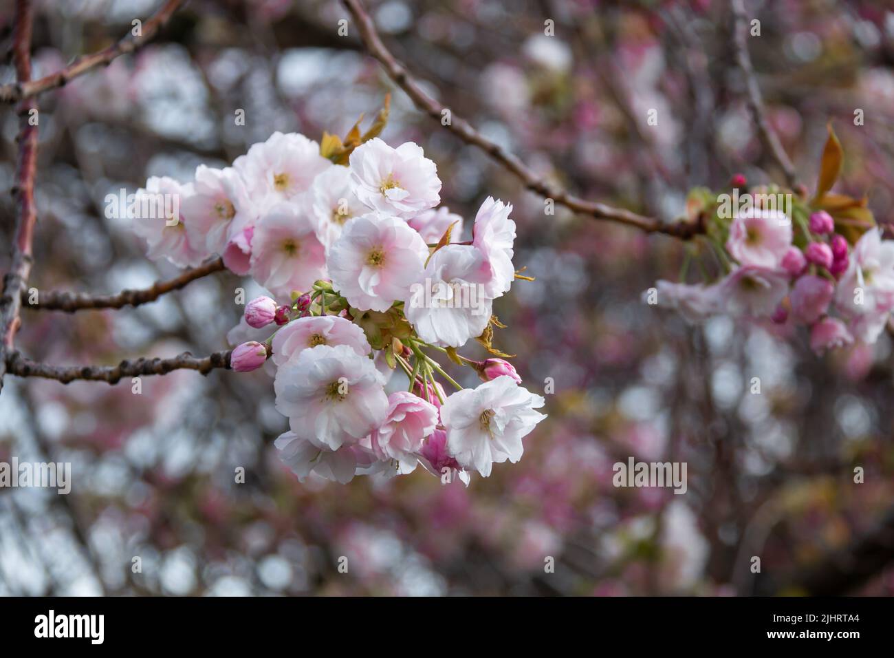 Cherry blossoms at Trinity College in Dublin, Ireland, bloom on a ...