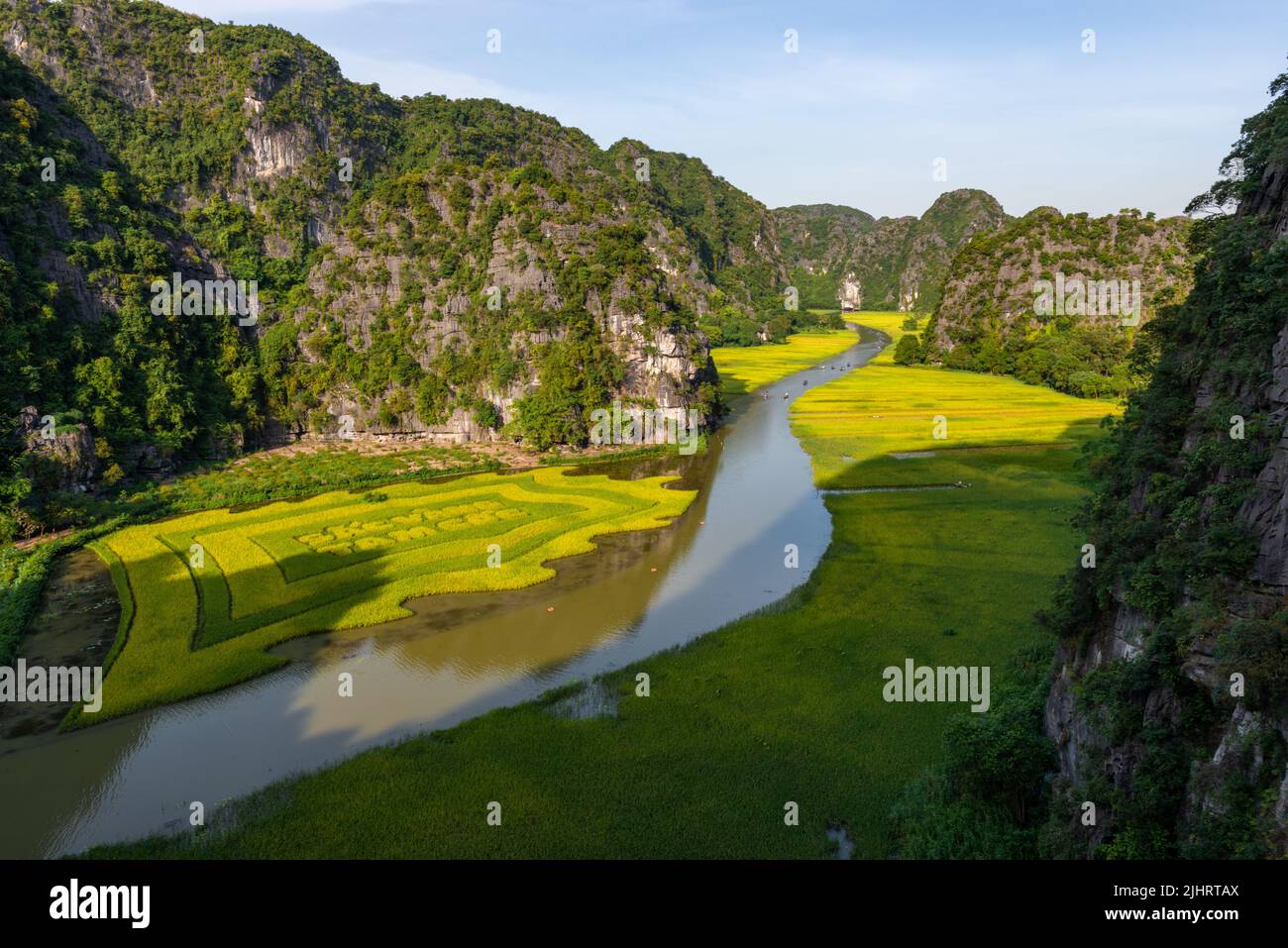 Yellow rice field on Ngo Dong river in Tam Coc Bich Dong from mountain ...