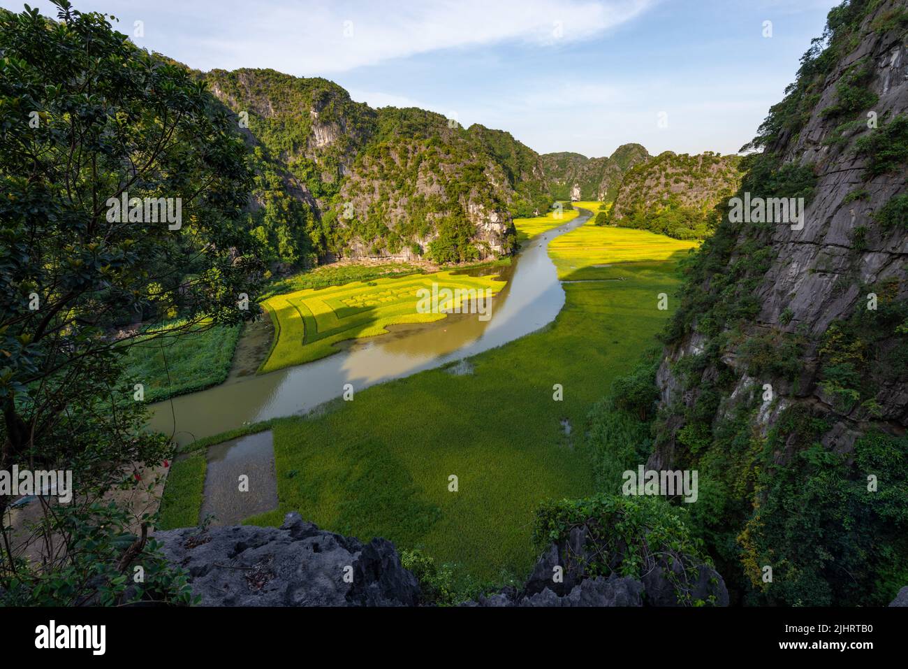 Yellow rice field on Ngo Dong river in Tam Coc Bich Dong from mountain ...