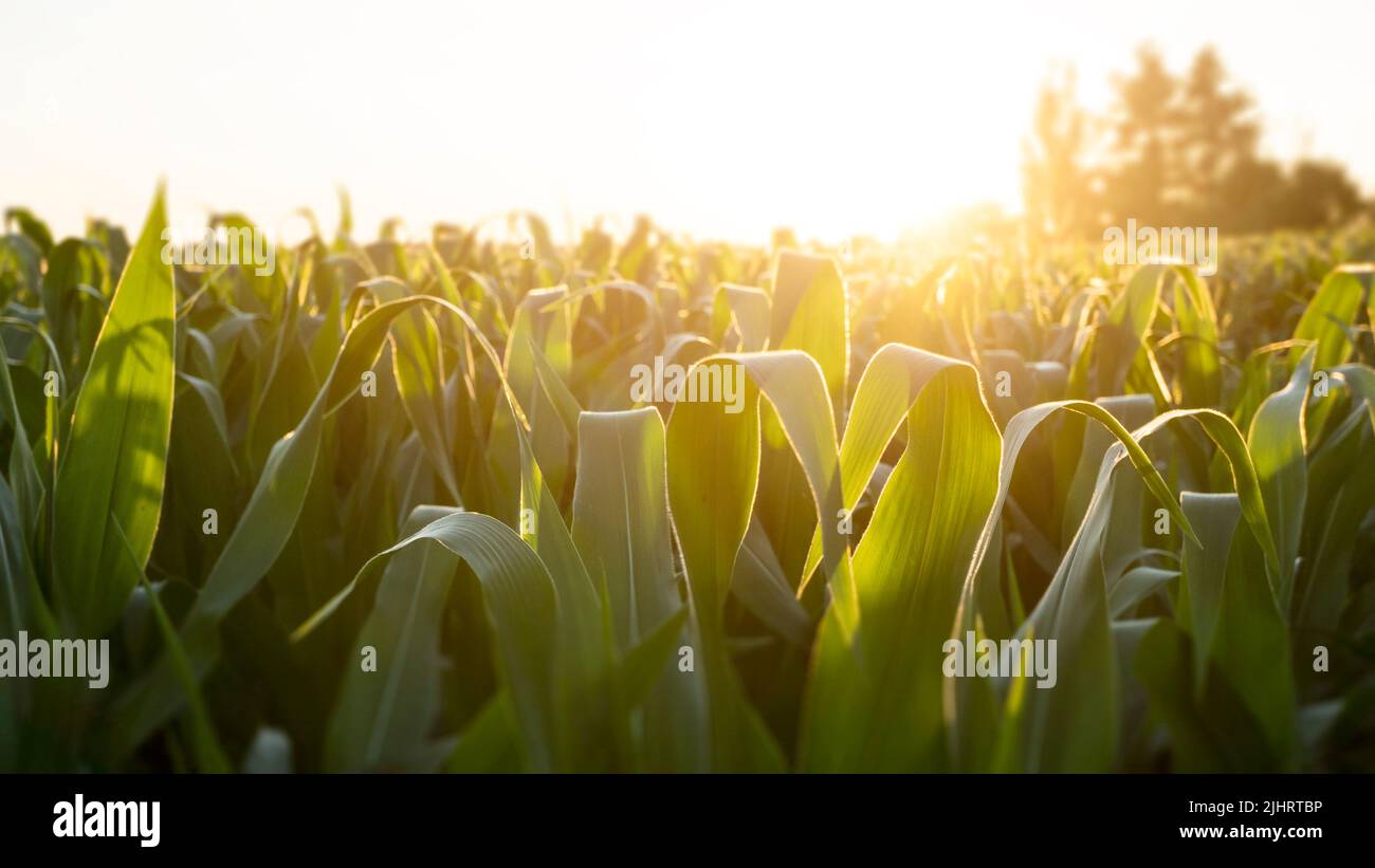 Low angle on a young corn field during sunset Stock Photo - Alamy