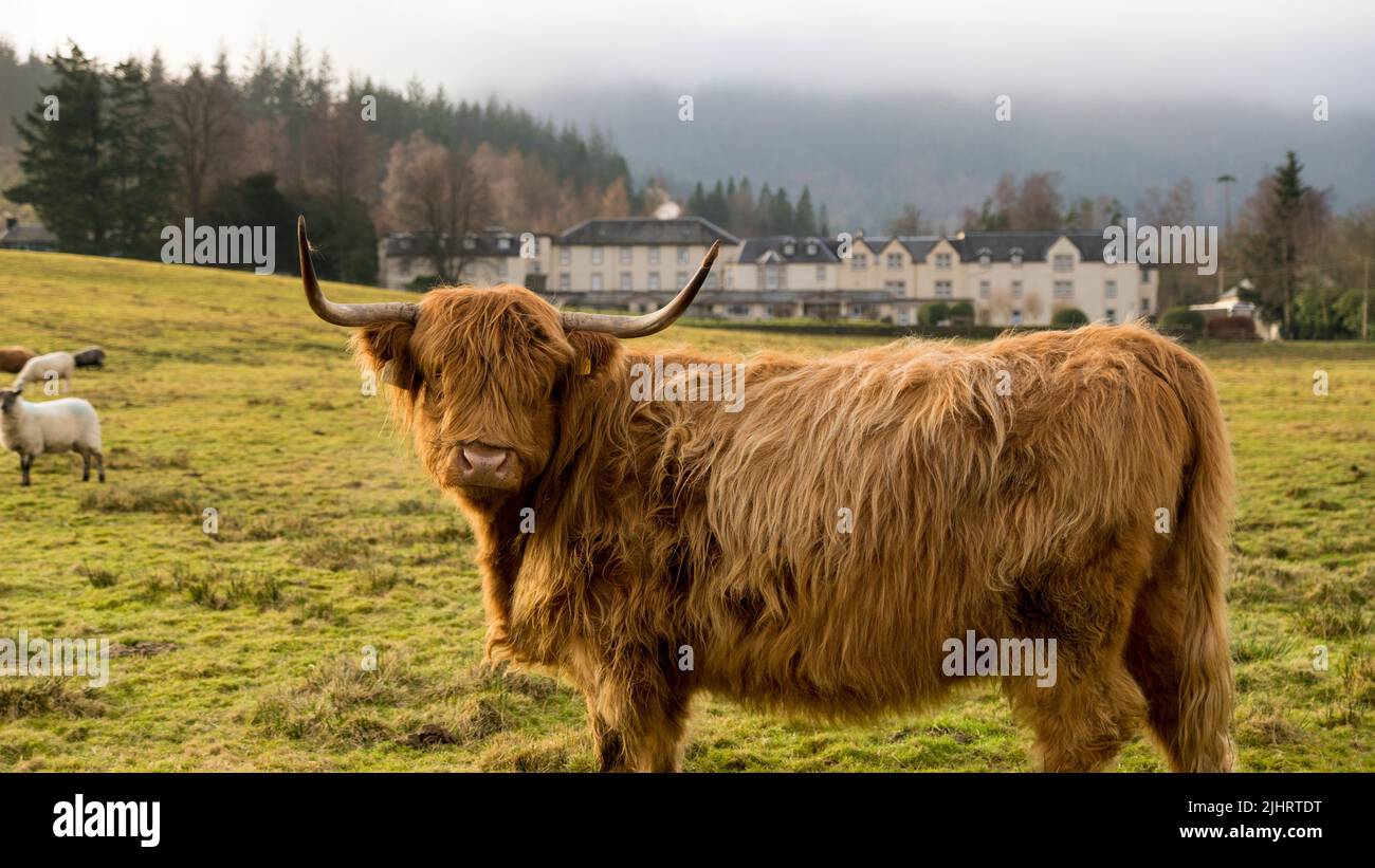 A brown Highland cattle with horns on a field in a rural area Stock ...