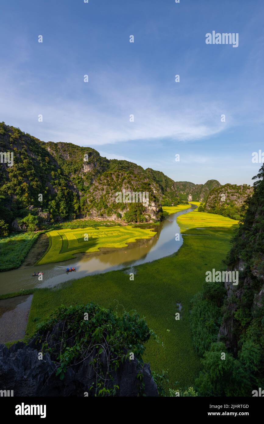 Yellow rice field on Ngo Dong river in Tam Coc Bich Dong from mountain ...