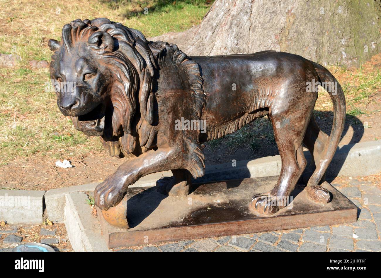 Sunny lion hi-res stock photography and images - Alamy